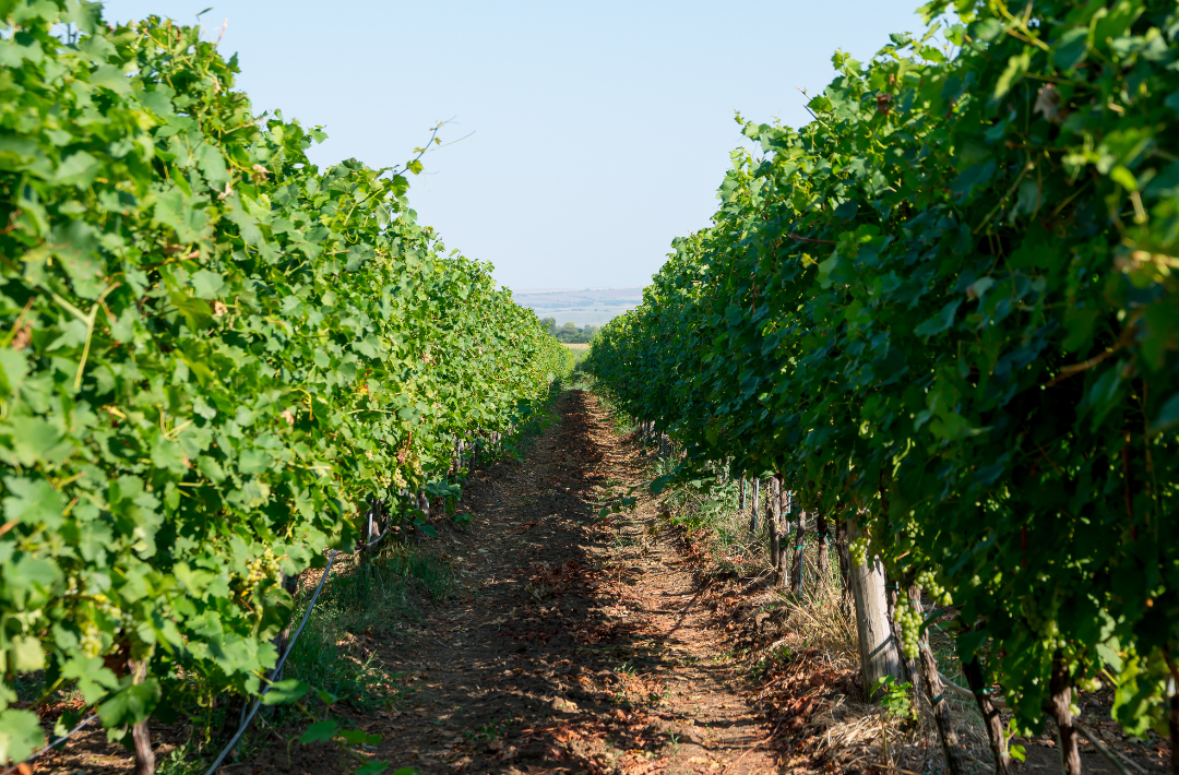 Viticulture Fertilisers | For Consistent Yield and Quality Grapes